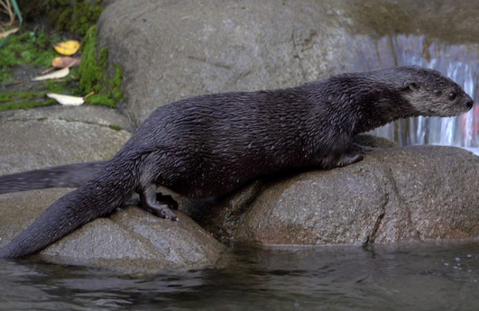 Oregon Zoo Welcomes Spotted-Necked Otters - The Portland Medium
