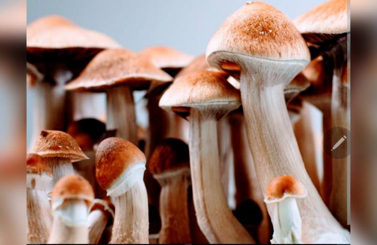 Retailer Targeted For Selling Shrooms - The Portland Medium